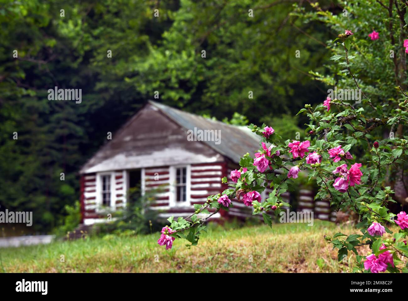Blooming pink flowers hang in front of a rustic log cabin. Cabin has ...
