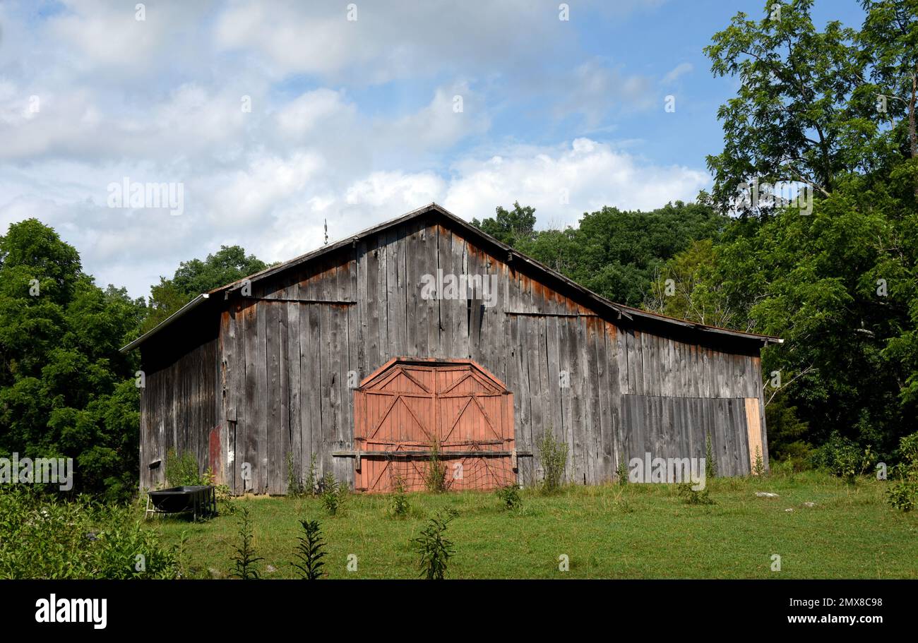 Rustic, faded, wooden barn has a red door. Weeds grow in farm yard and ...