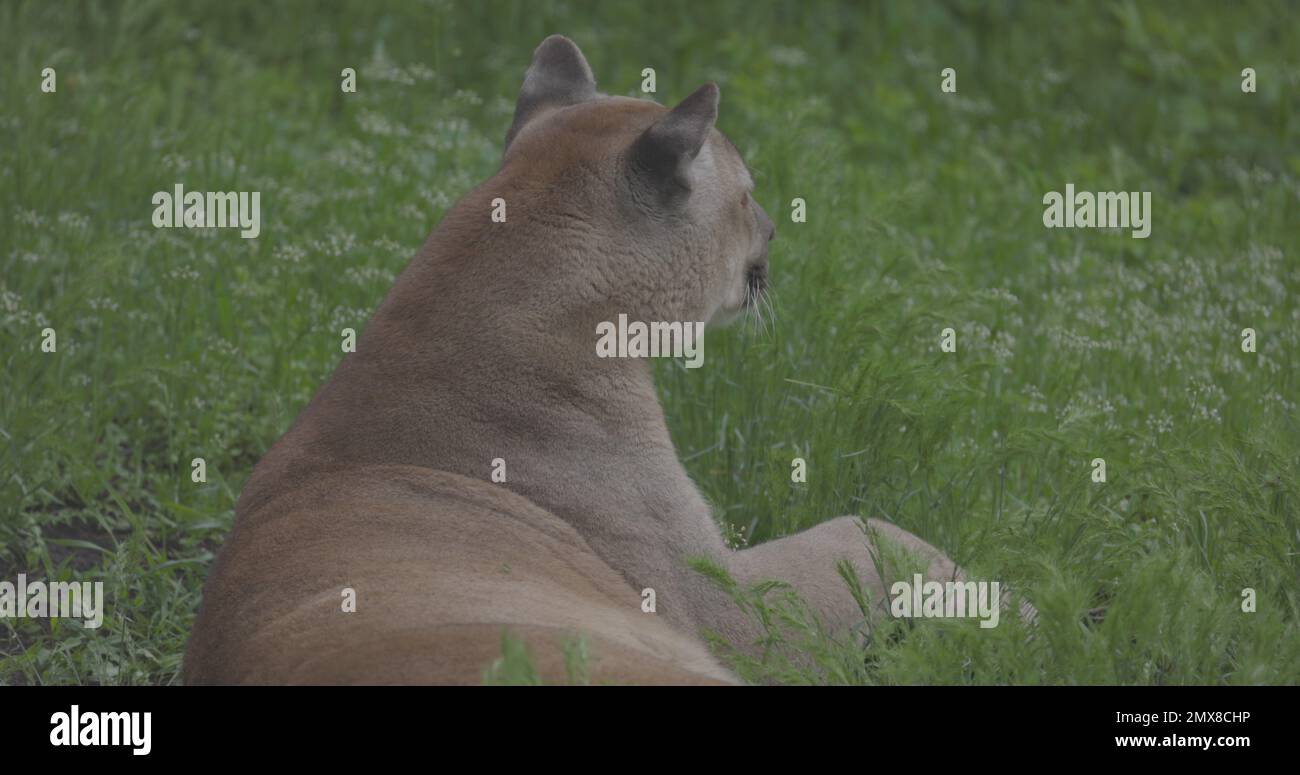 Beautiful puma in spring forest hi-res stock photography and images - Alamy