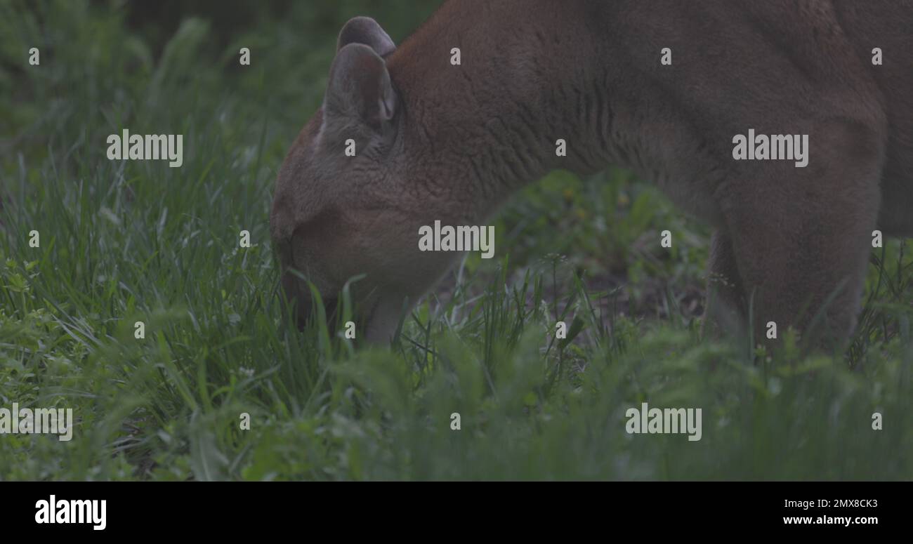 Beautiful Puma in spring forest. American cougar - mountain lion. Wild ...