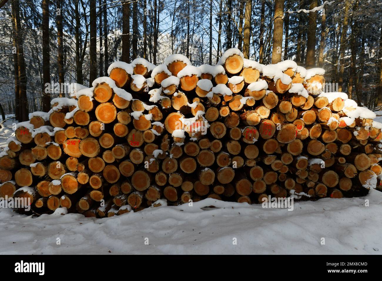 Stacked felled trees in the forest. Cross section of tree trunks, wood ...