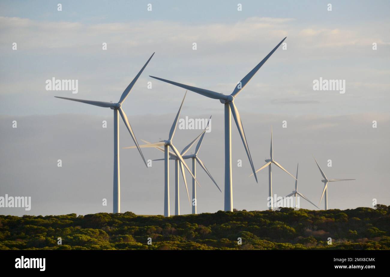 Many large wind turbines on a wind farm in south western Victoria in ...