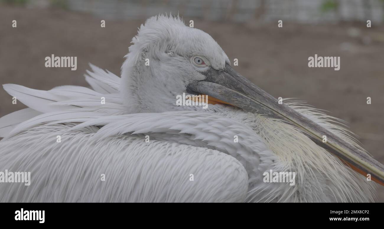 Curly pelican Pelecanus crispus is a bird of the pelican family. Curly ...