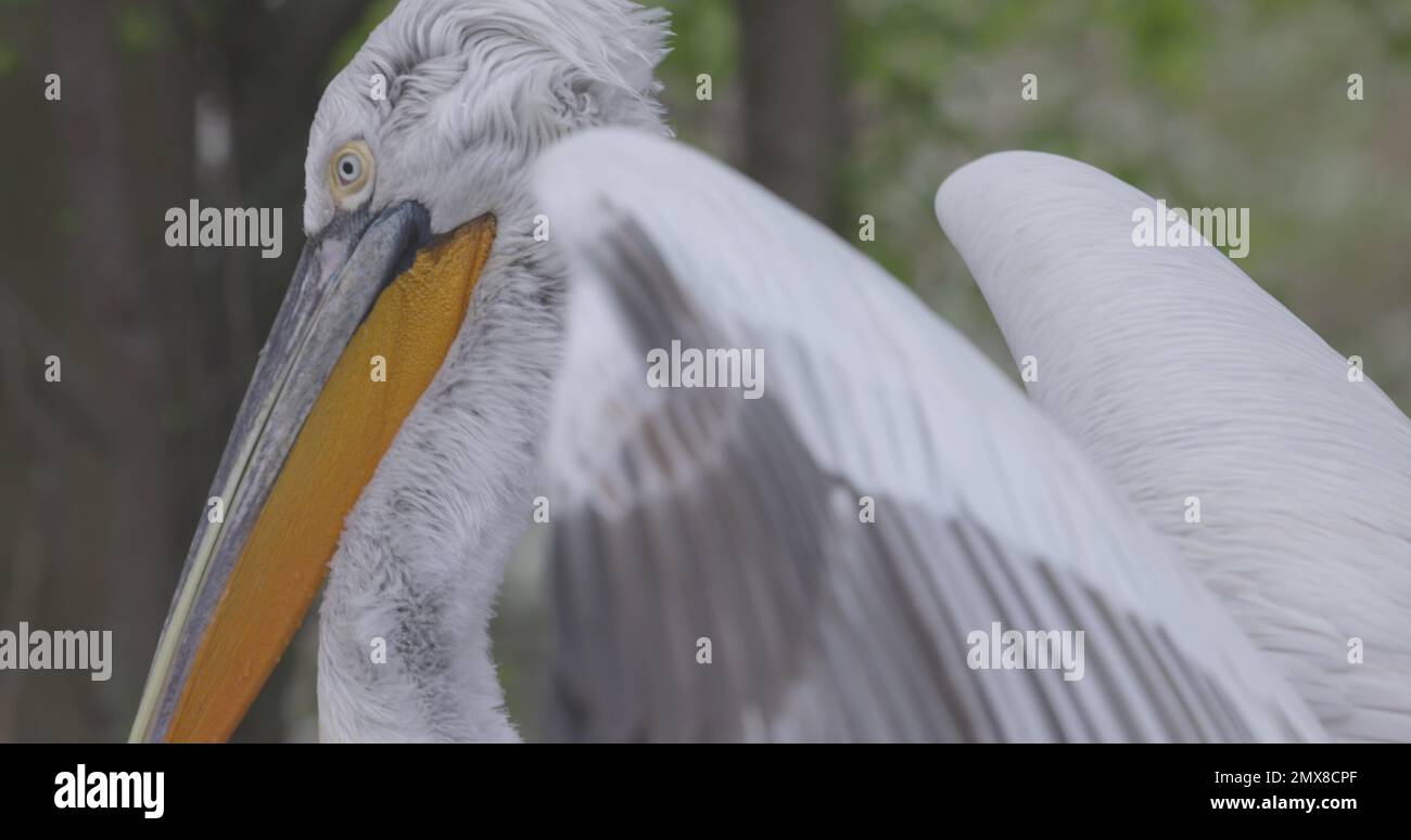 Curly pelican Pelecanus crispus is a bird of the pelican family. Curly ...