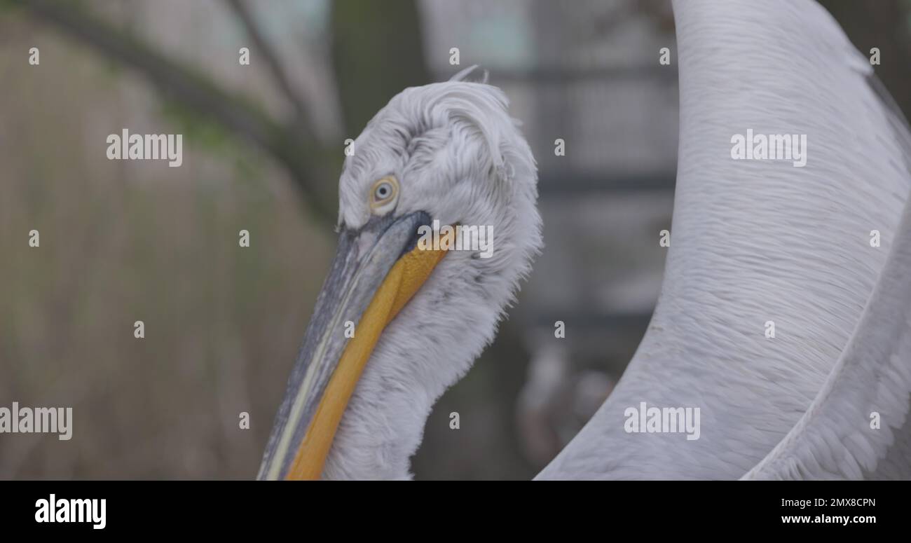 Curly pelican Pelecanus crispus is a bird of the pelican family. Curly ...