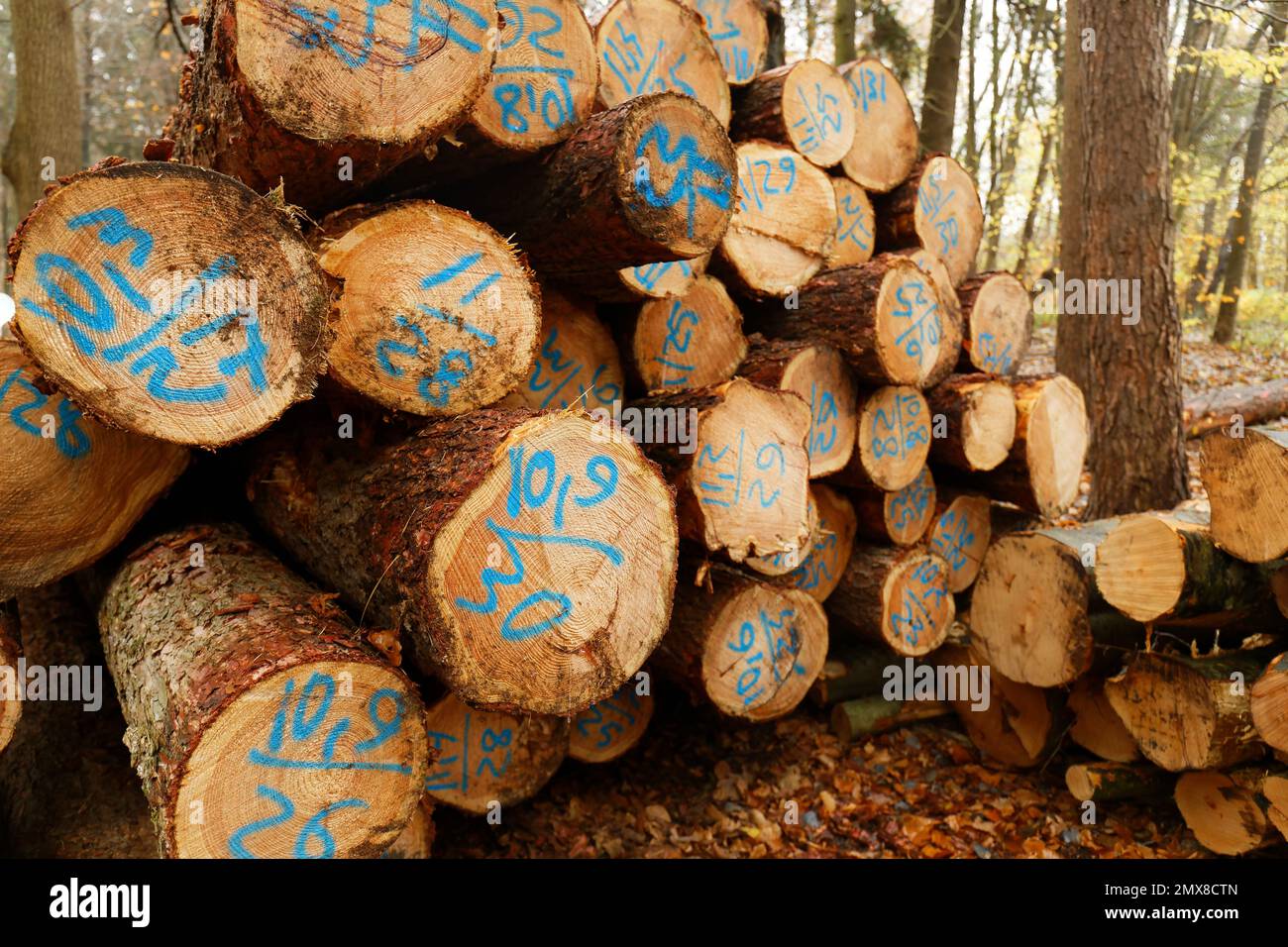 Stacked felled trees in the forest. Cross section of tree trunks, wood ...
