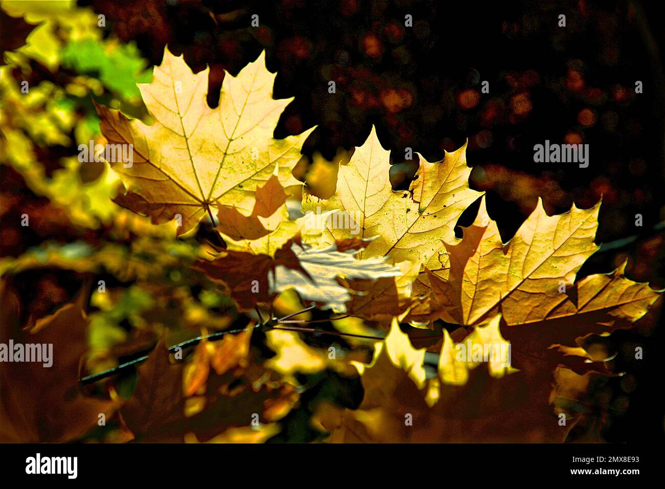 Shot looking up maple tree hi-res stock photography and images - Alamy