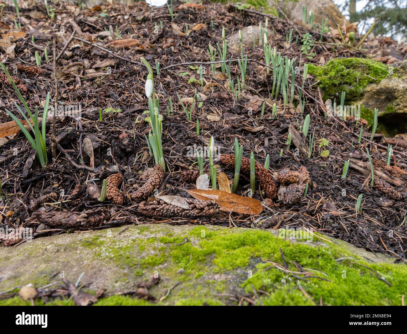 Snowdrop flowers, Galanthus, in bud Stock Photo - Alamy