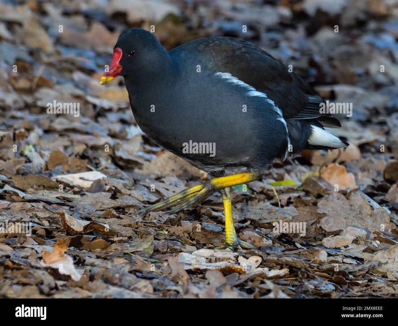 A common moorhen, Gallinula chloropus, also known as the waterhen or ...