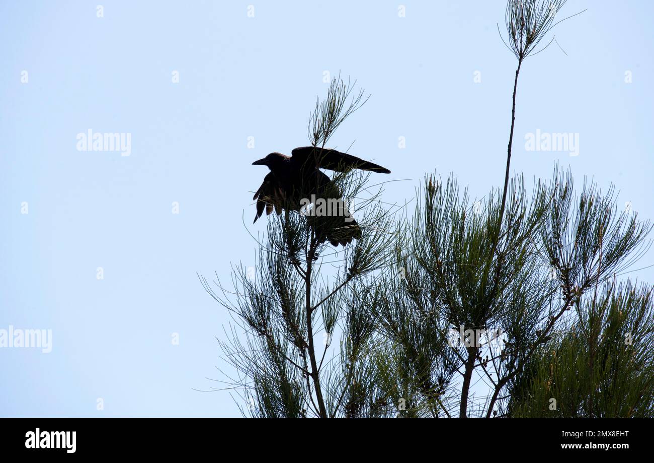 An Australian Common Raven (Corvus corax) perching on the branch of a ...