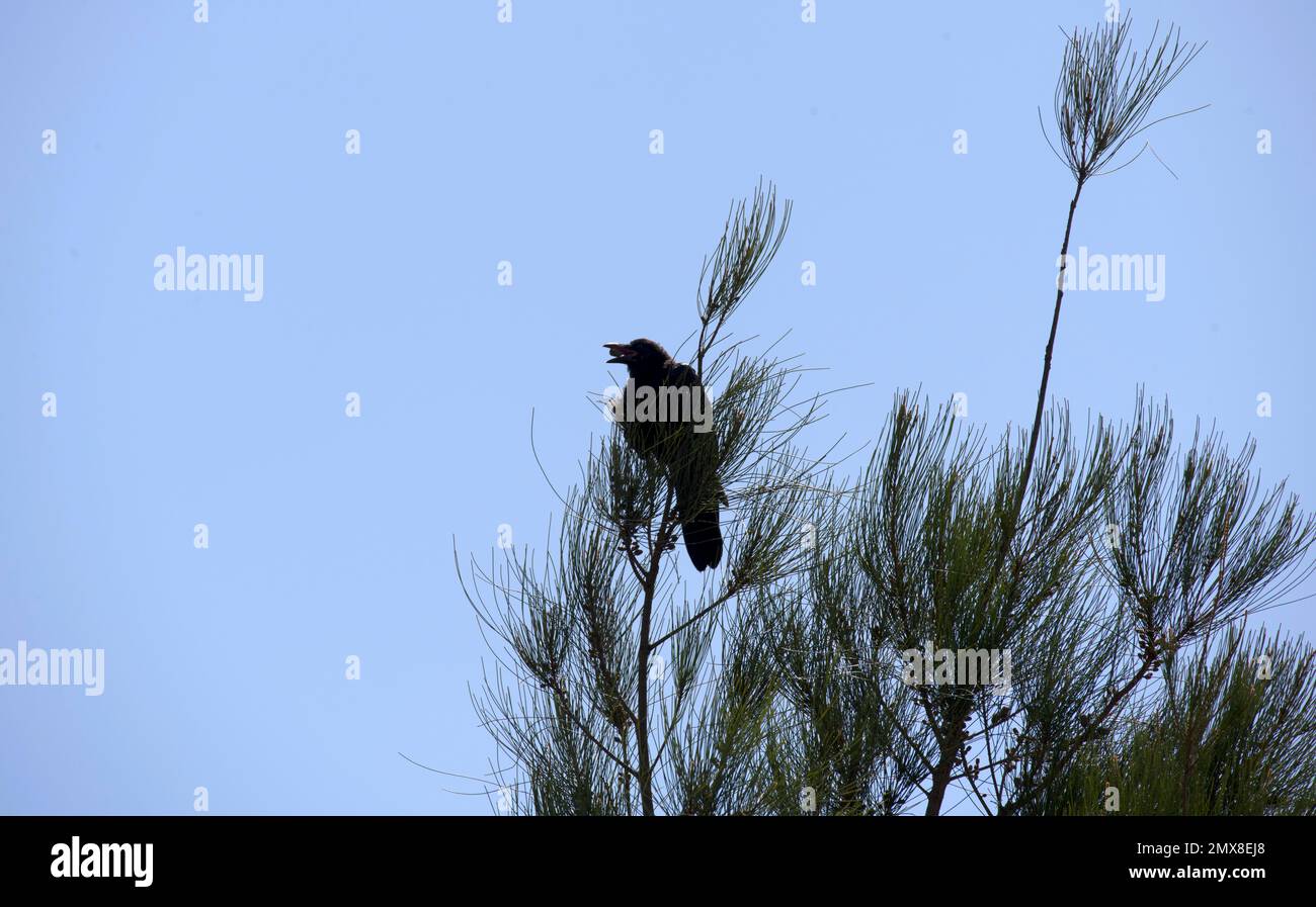 An Australian Common Raven (Corvus corax) finds food in Sydney, NSW ...