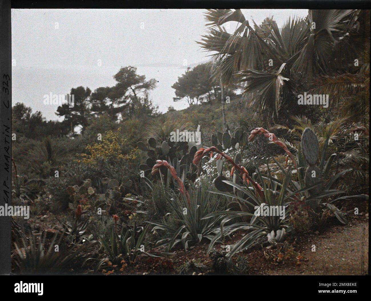 Cap Martin , France , 1914 - Cap Martin - Auguste Léon - (March Stock ...
