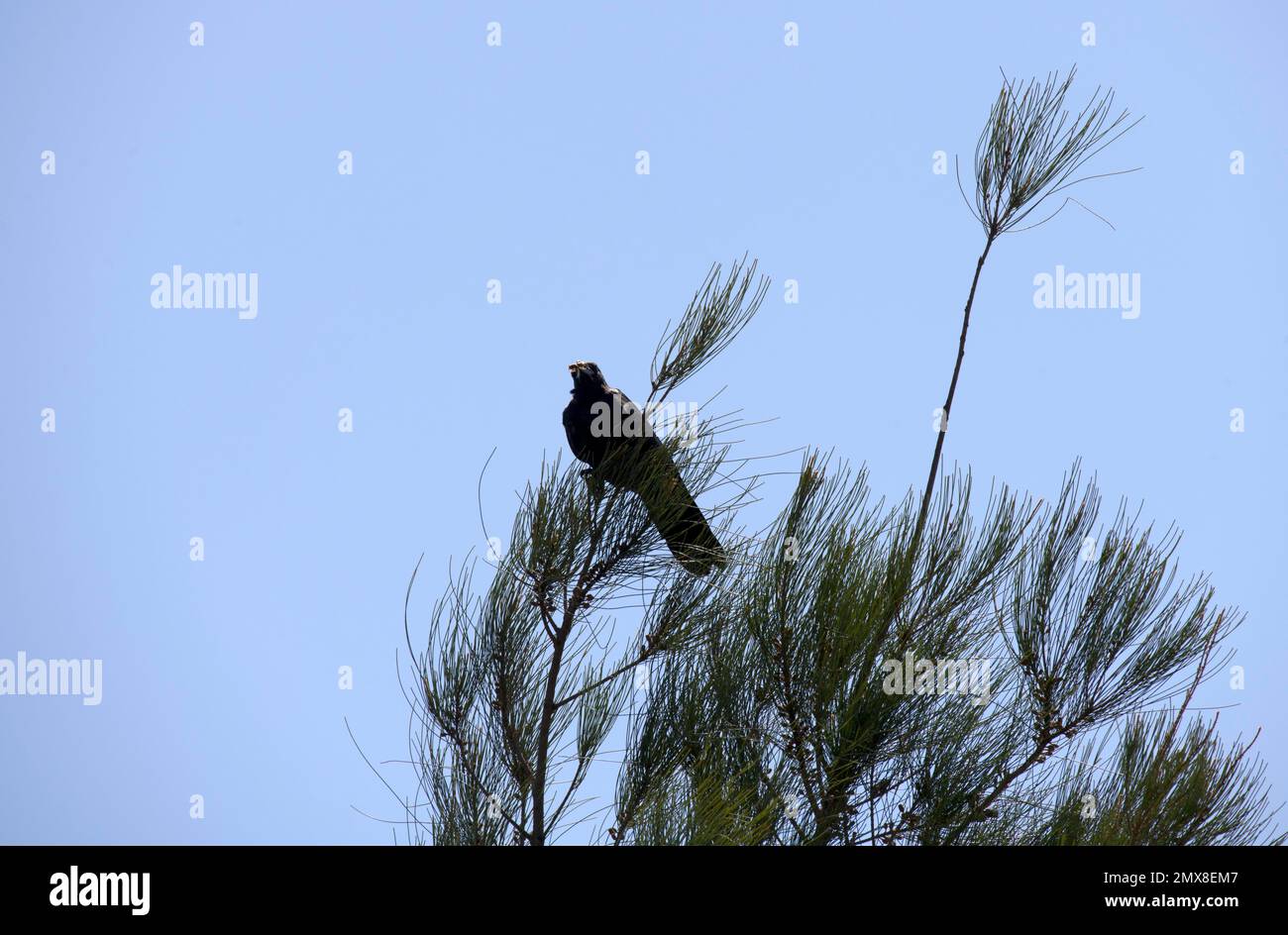 An Australian Common Raven (Corvus corax) finds food in Sydney, NSW ...