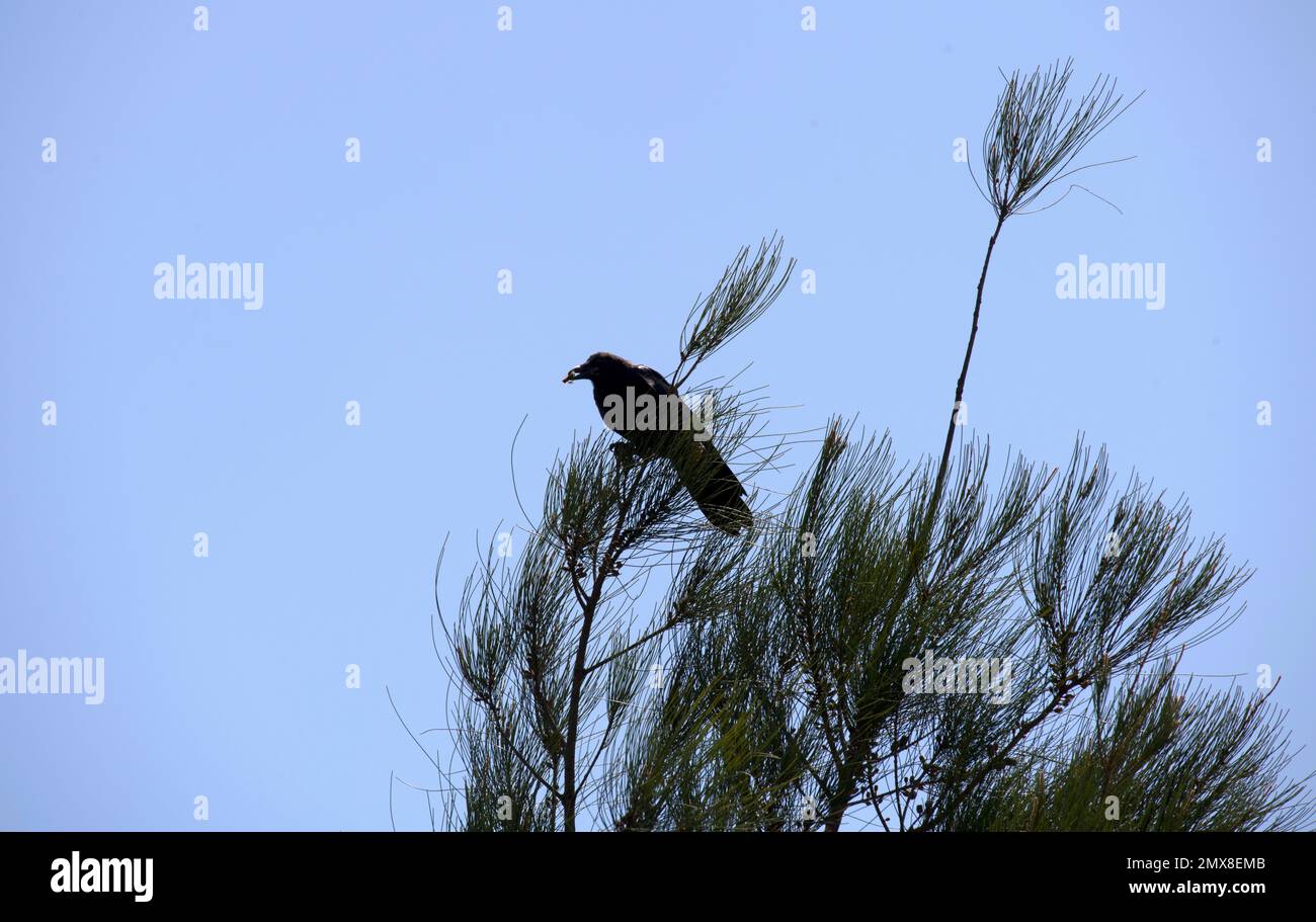 An Australian Common Raven (Corvus corax) finds food in Sydney, NSW ...