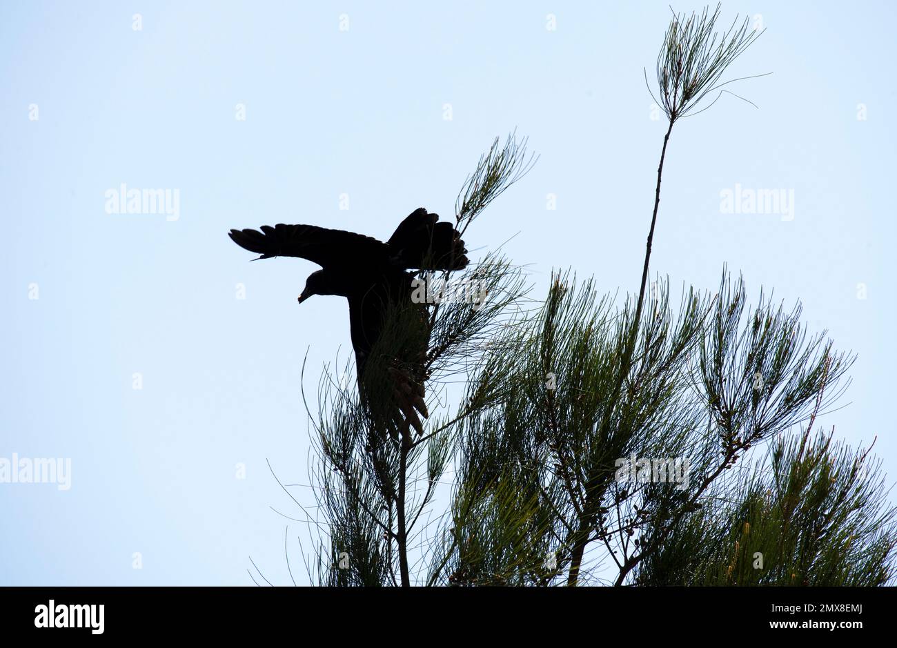 An Australian Common Raven (Corvus corax) taking off from a tree in ...