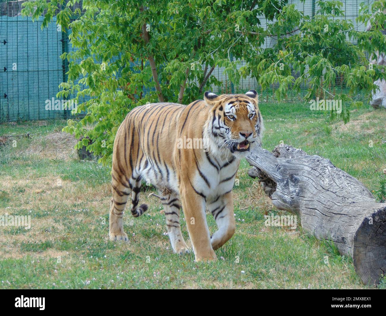 Siberian tiger at Oradea Zoo, Romania. Feline Stock Photo - Alamy
