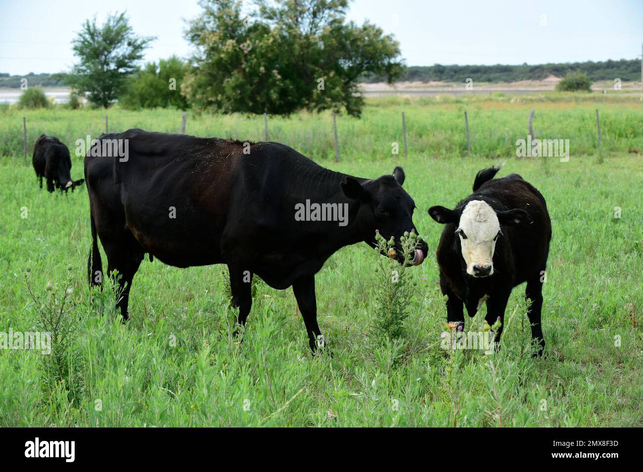Cattle in Argentine Countryside, La Pampa Province, Patagonia ...