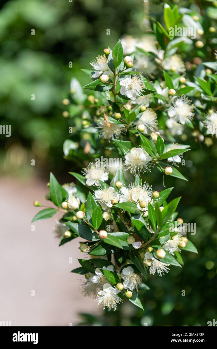 Myrus communis hi-res stock photography and images - Alamy