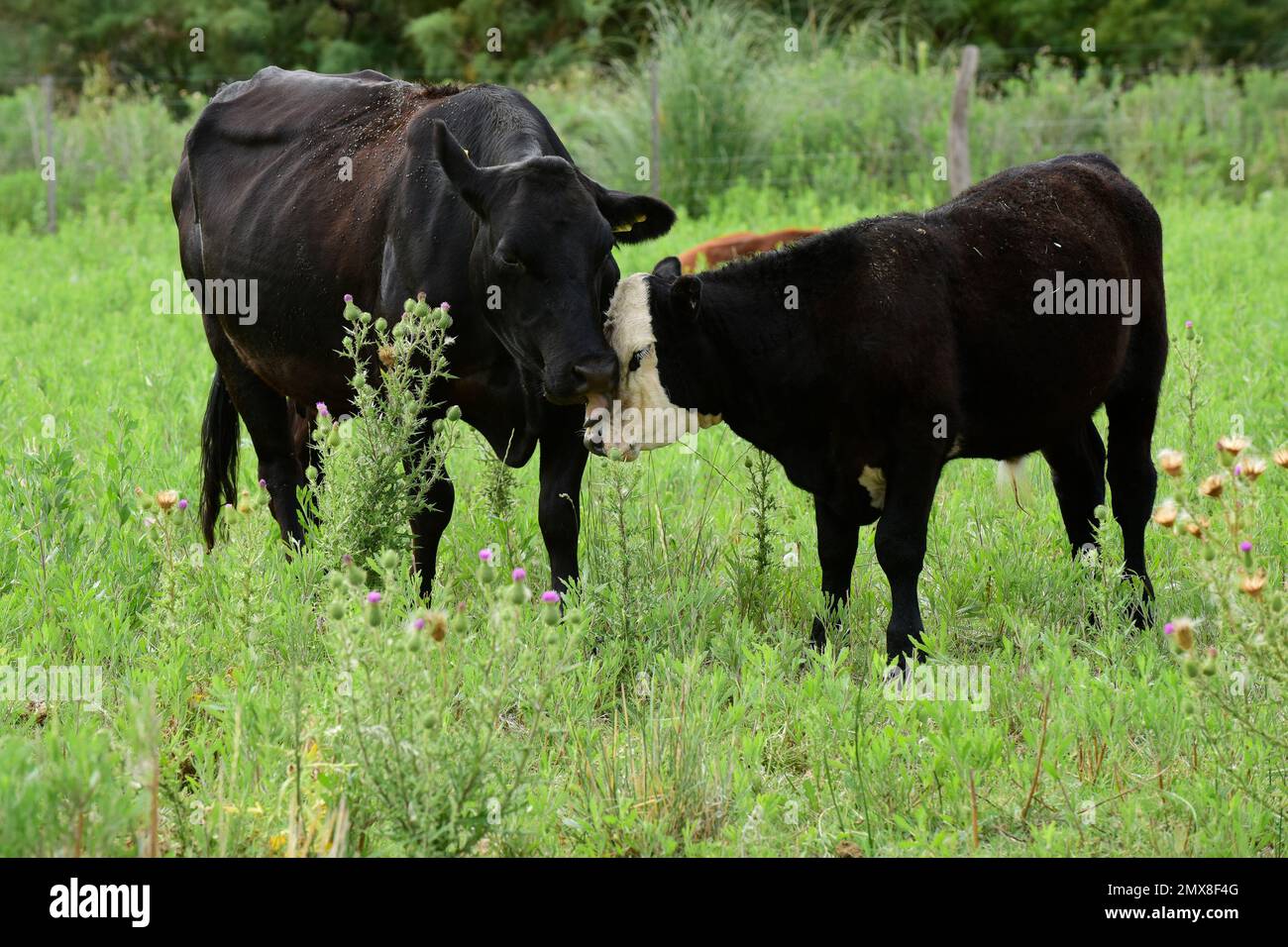 Cattle in Argentine Countryside, La Pampa Province, Patagonia ...