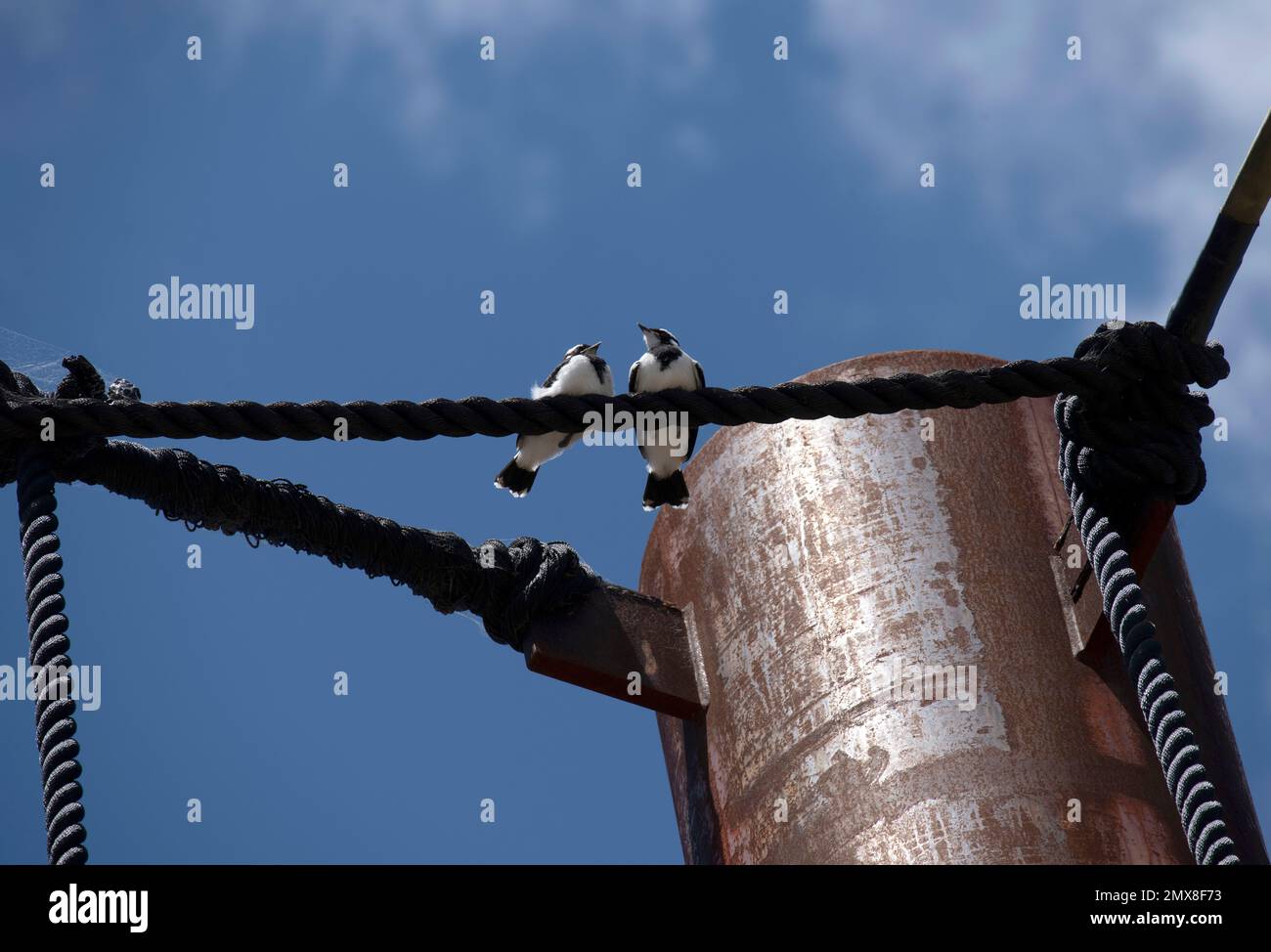 Australian magpie pair hi-res stock photography and images - Alamy