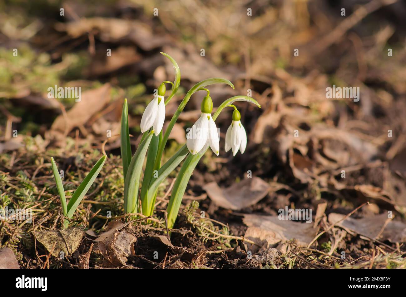 Three white snowdrop flowers on the spring thaw. Forest primroses are ...