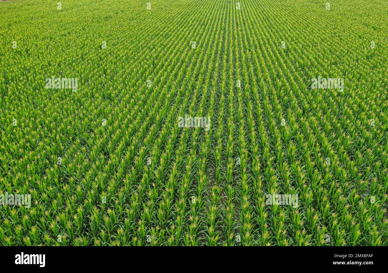 Aerial View of sown field in the Argentine countryside, Pampas province ...