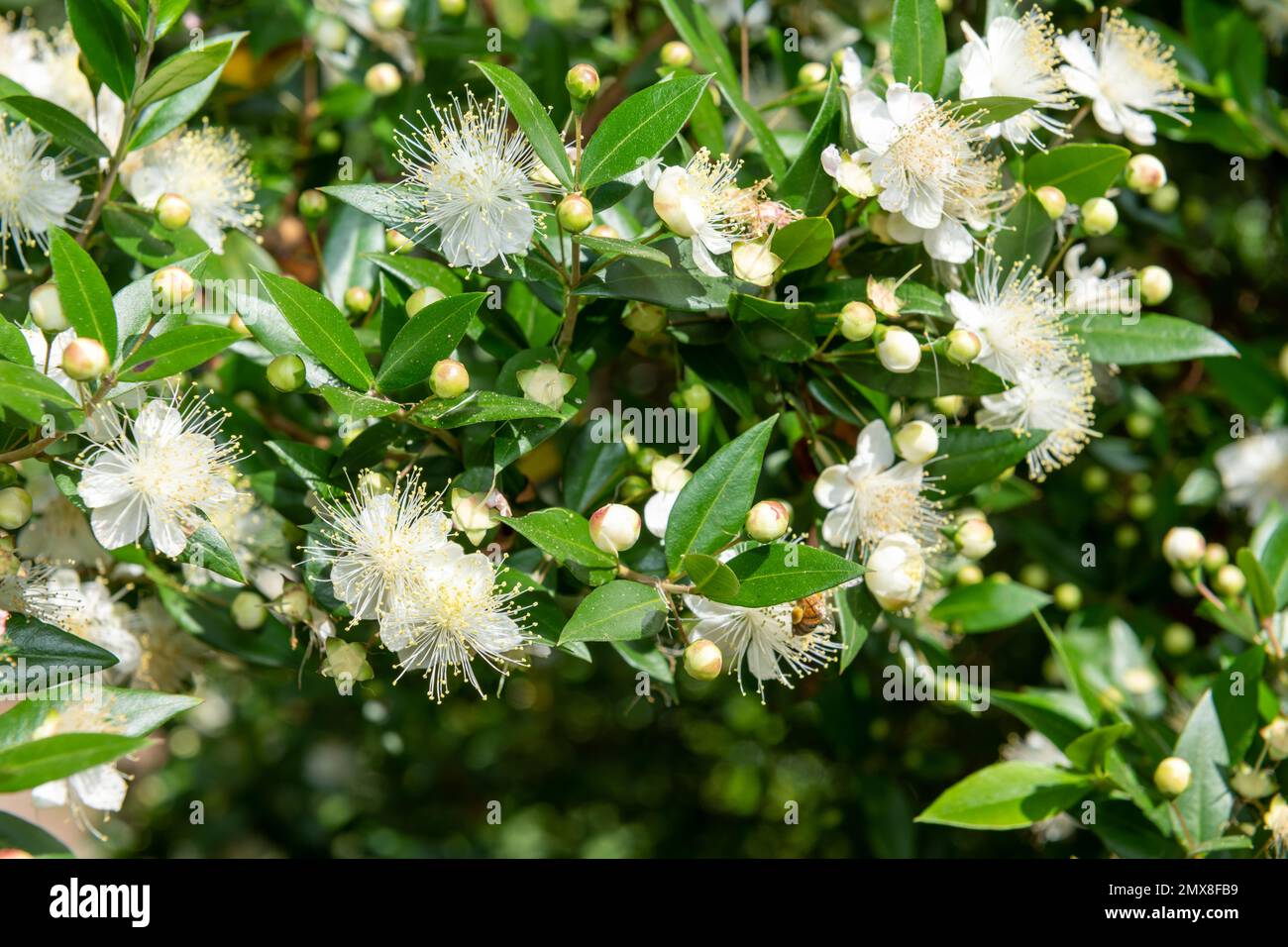 Close up of common myrtle (myrtus communis) flowers in bloom Stock ...