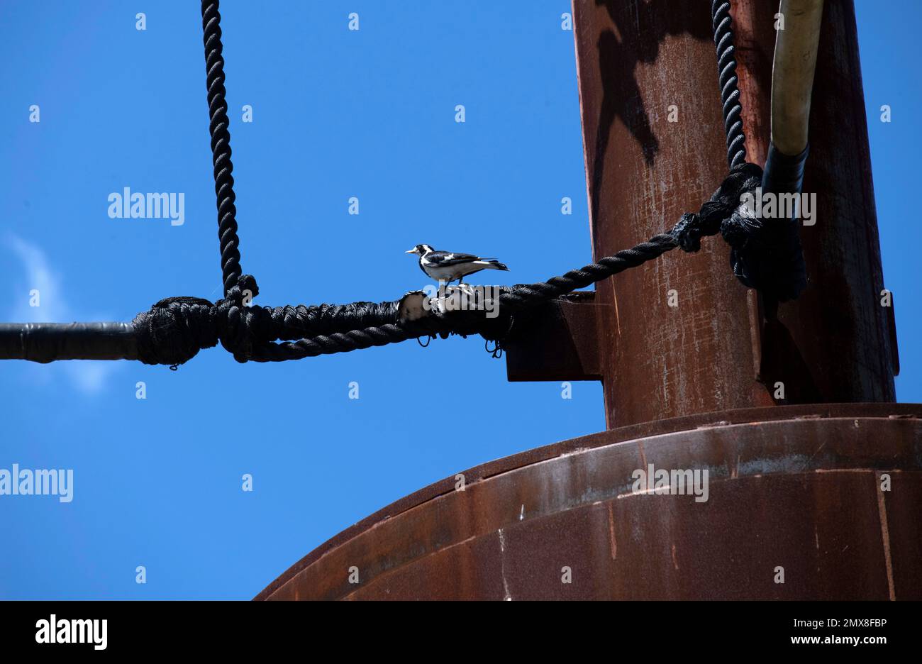 Three juvenile Australian Magpie-Larks (Grallina cyanoleuca) perching ...