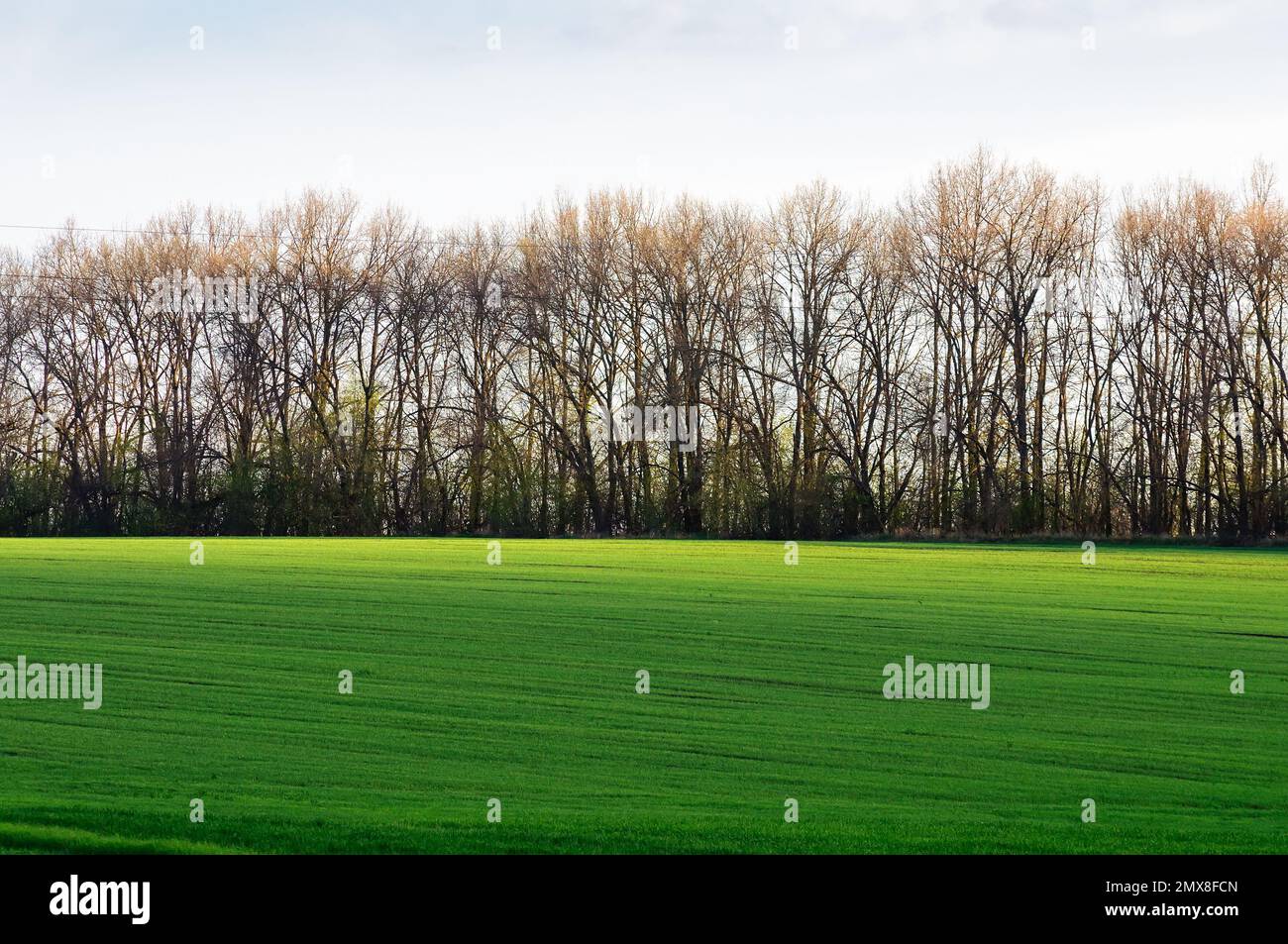 Spring field with green sprouts of wheat, light shadow spots from the ...