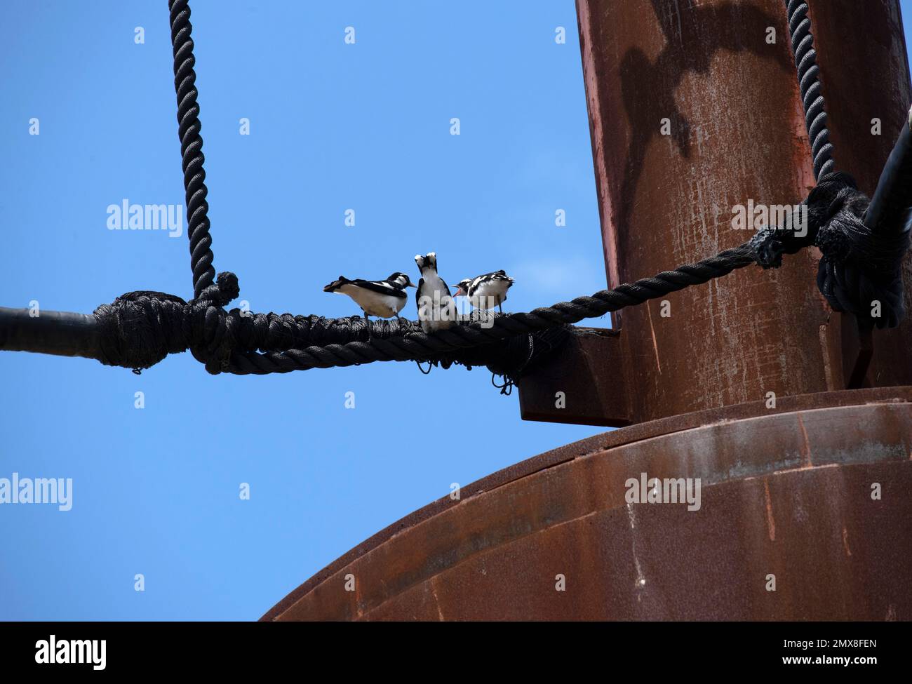 Three juvenile Australian Magpie-Larks (Grallina cyanoleuca) perching ...
