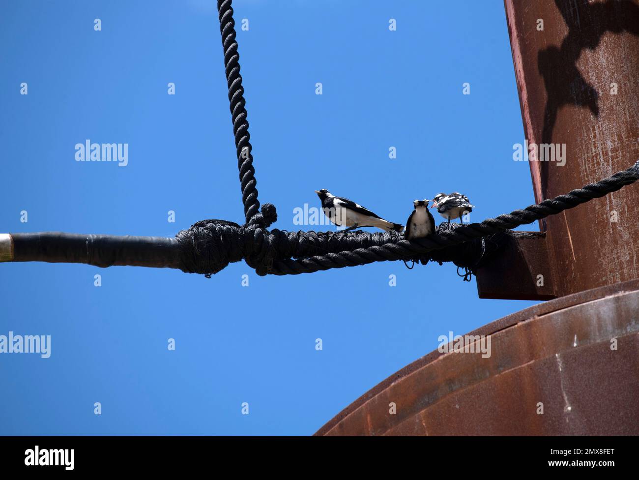 Three juvenile Australian Magpie-Larks (Grallina cyanoleuca) perching ...