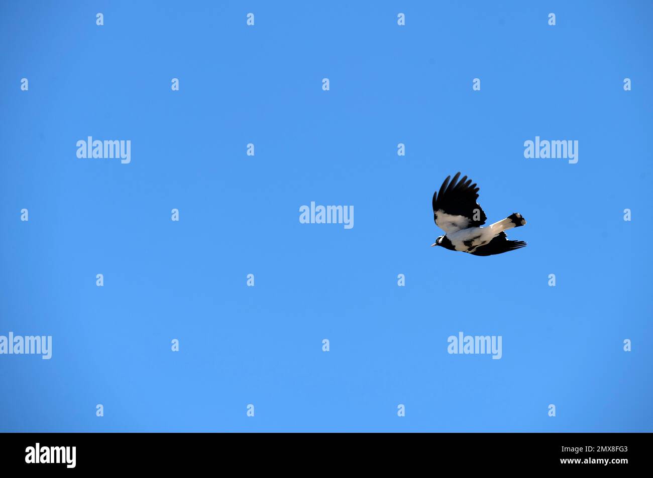A juvenile Australian Magpie-Lark (Grallina cyanoleuca) in flight in ...