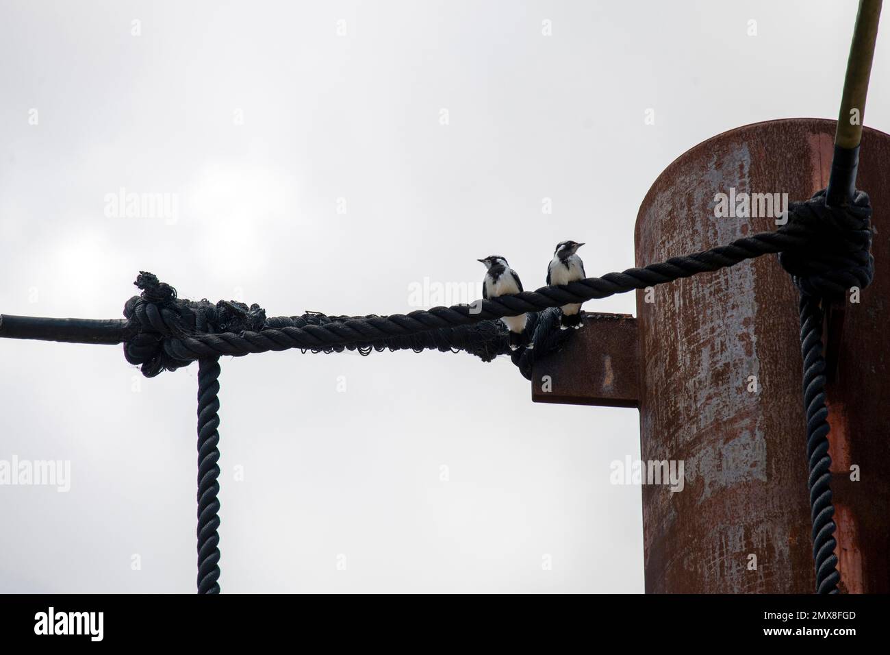 Two juvenile Australian Magpie-Larks (Grallina cyanoleuca) perching on ...