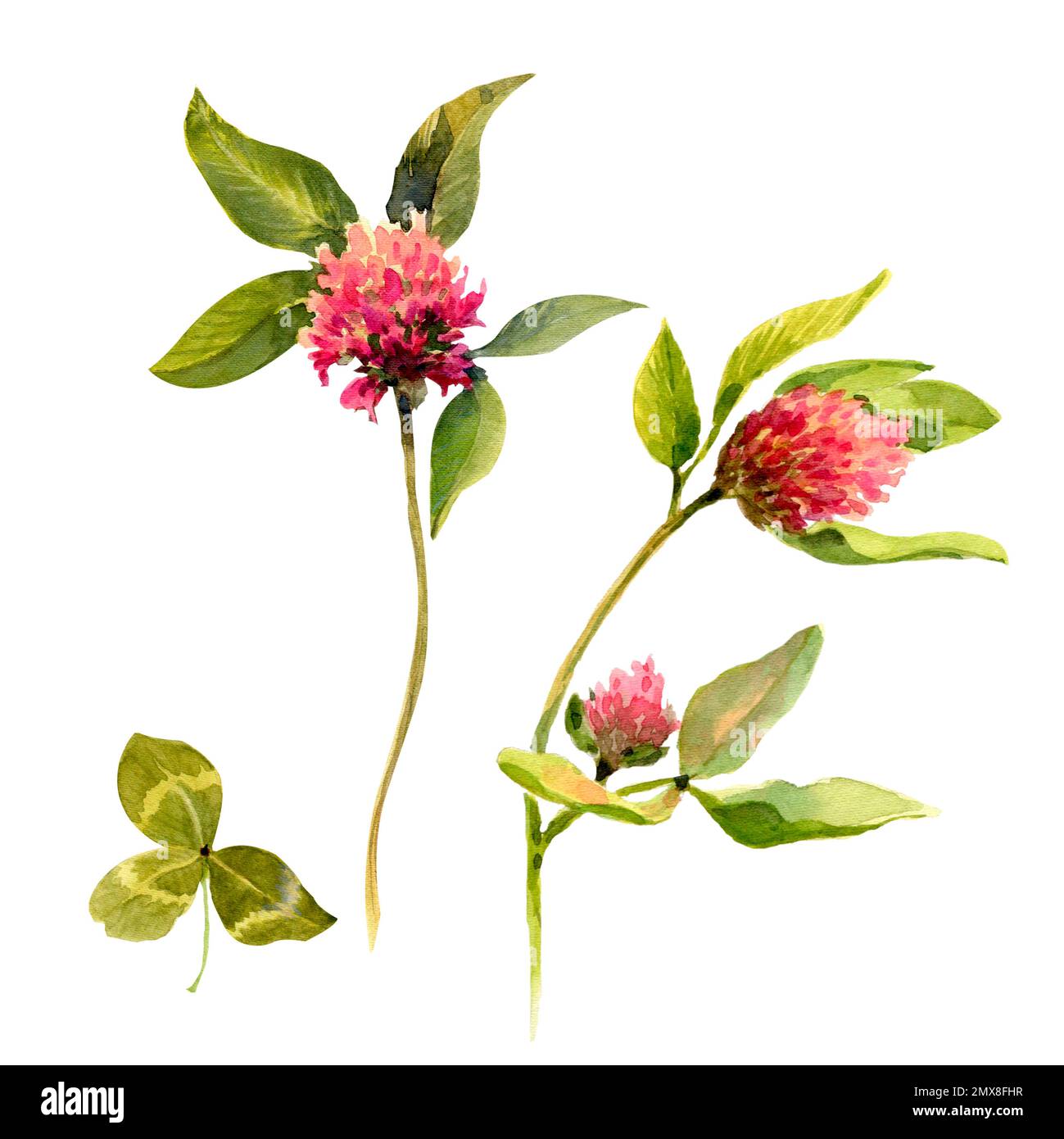 Plants of clover isolated on white background. Botanical Illustration ...