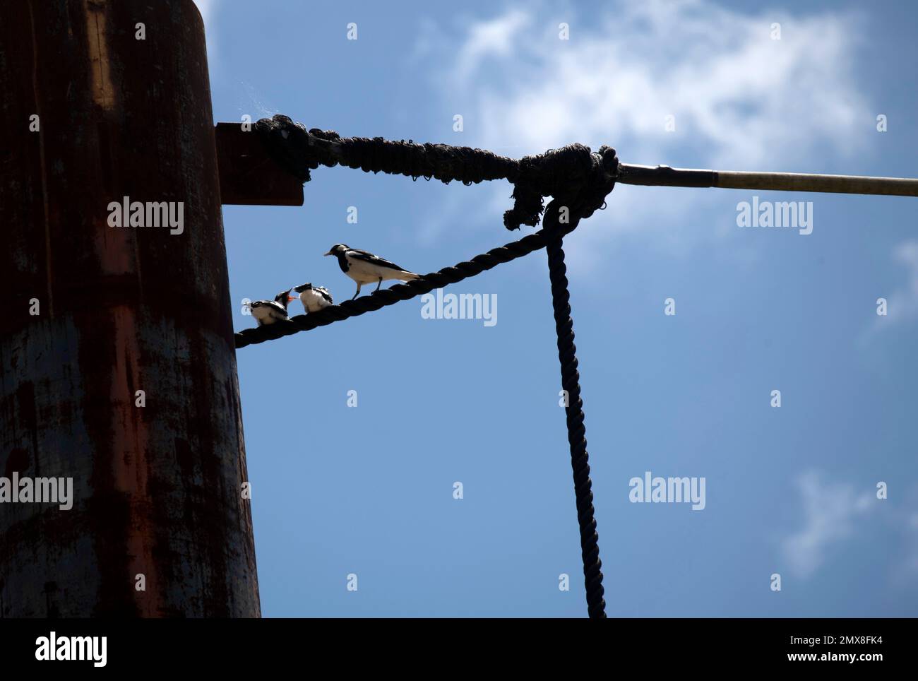 An adult and two juvenile Australian Magpie-Larks (Grallina cyanoleuca ...