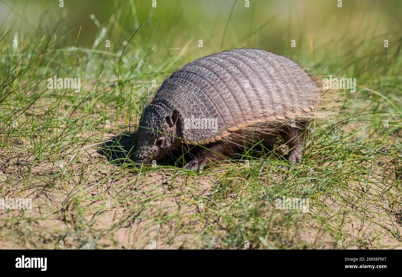Armadillo in desert environment, Peninsula Valdes, Unesco World ...