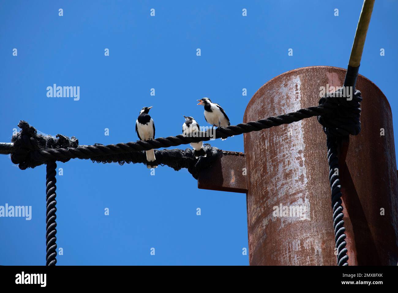 An adult and two juvenile Australian Magpie-Larks (Grallina cyanoleuca ...