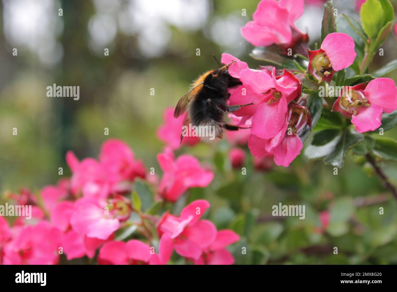 Bumble bees pollinating flowers in a British garden, Insect pollination ...
