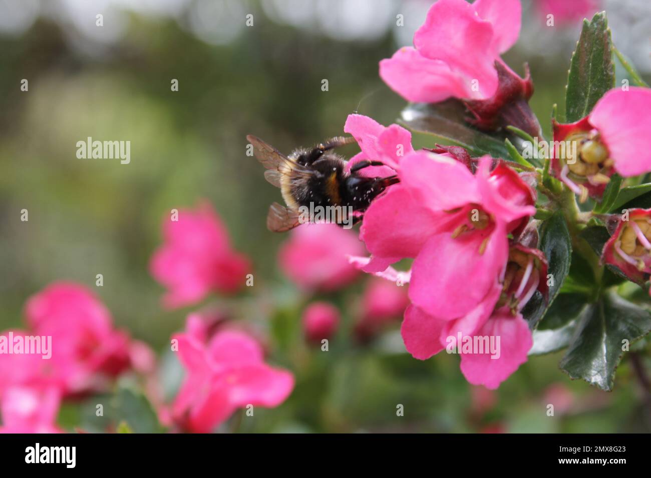 Bumble bees pollinating flowers in a British garden, Insect pollination ...