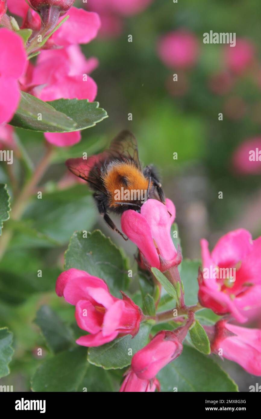 Bumble bees pollinating flowers in a British garden, Insect pollination ...