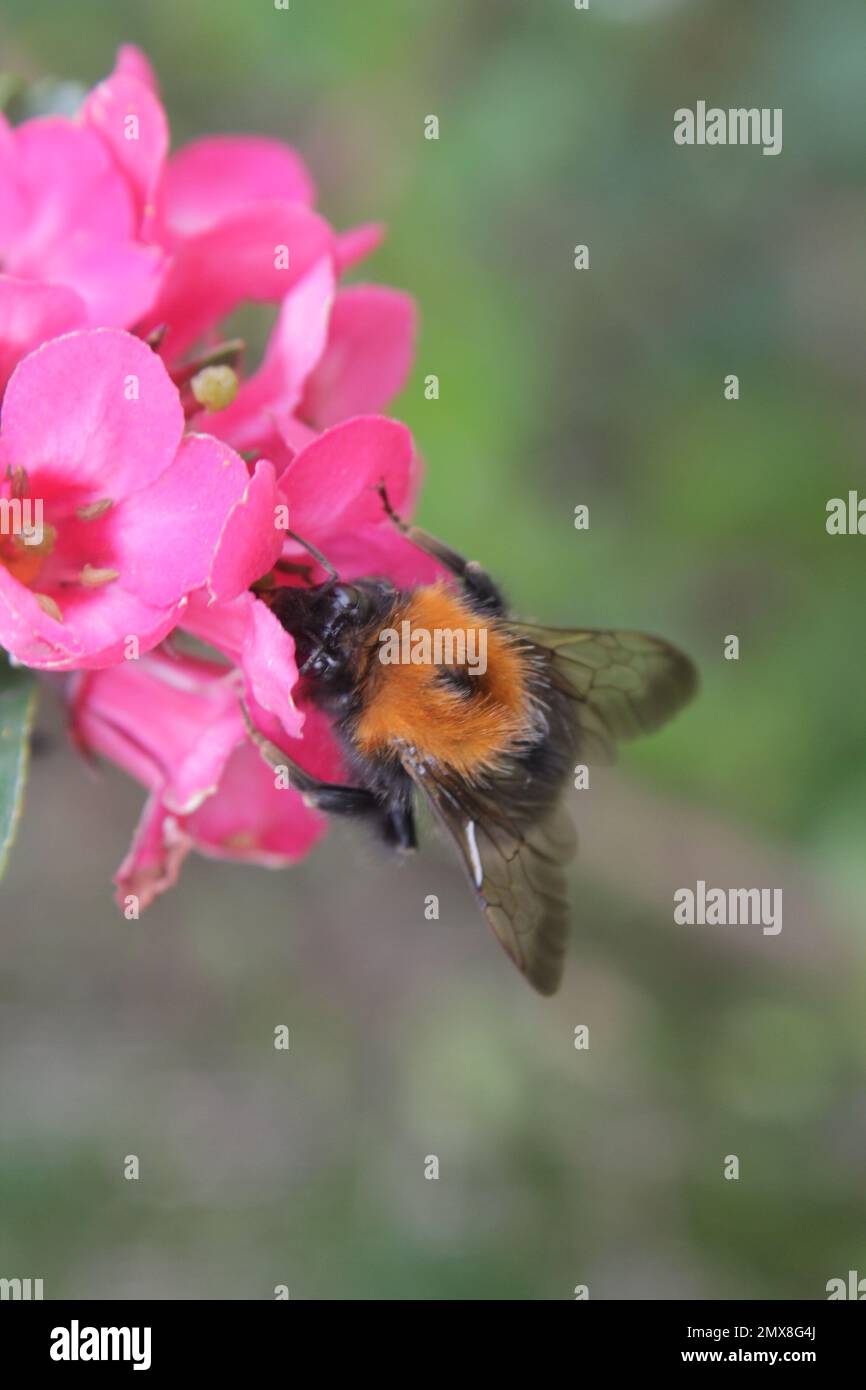 Bumble bees pollinating flowers in a British garden, Insect pollination ...