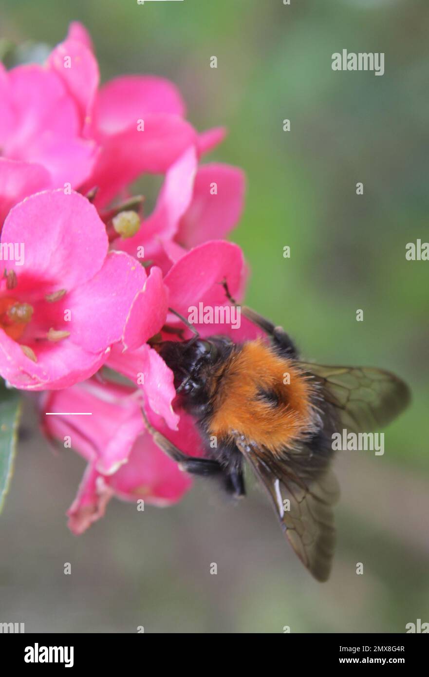 Bumble bees pollinating flowers in a British garden, Insect pollination ...