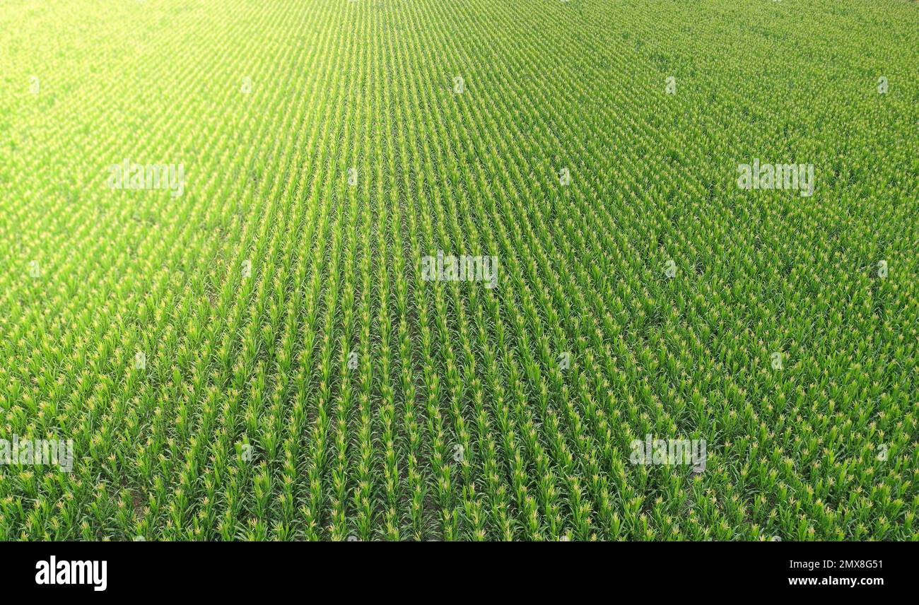 Aerial View of sown field in the Argentine countryside, Pampas province ...