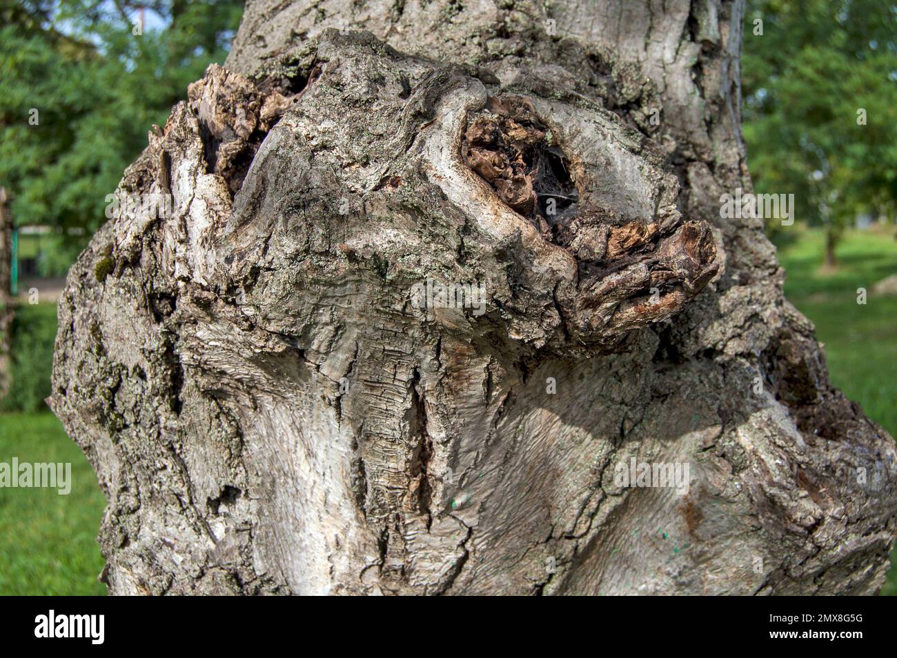 An old tree full of knots stands in the park Stock Photo - Alamy