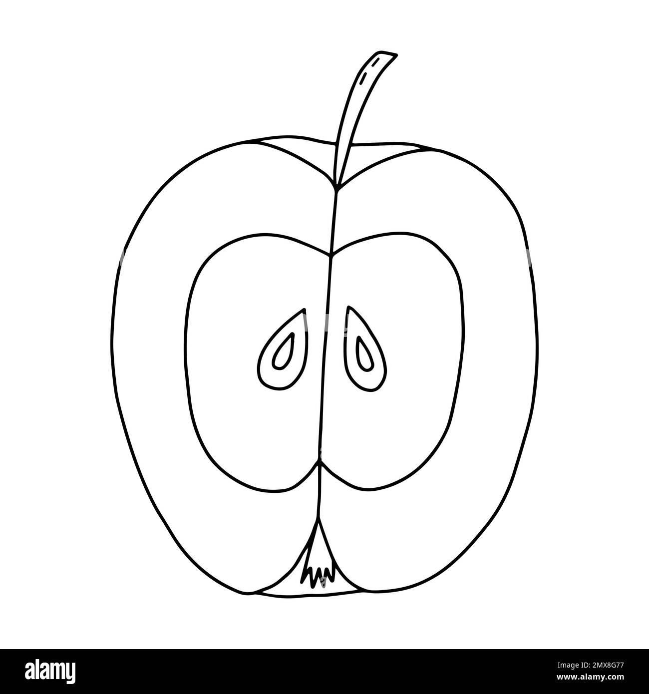 Vector apple in section doodle illustration Stock Vector Image & Art ...