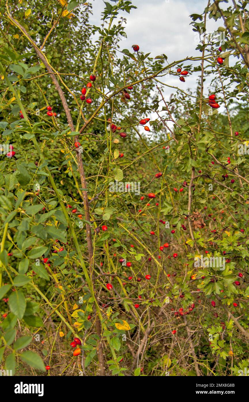 A tree with lots of rose hips waiting to be picked. Excellent marmalade ...