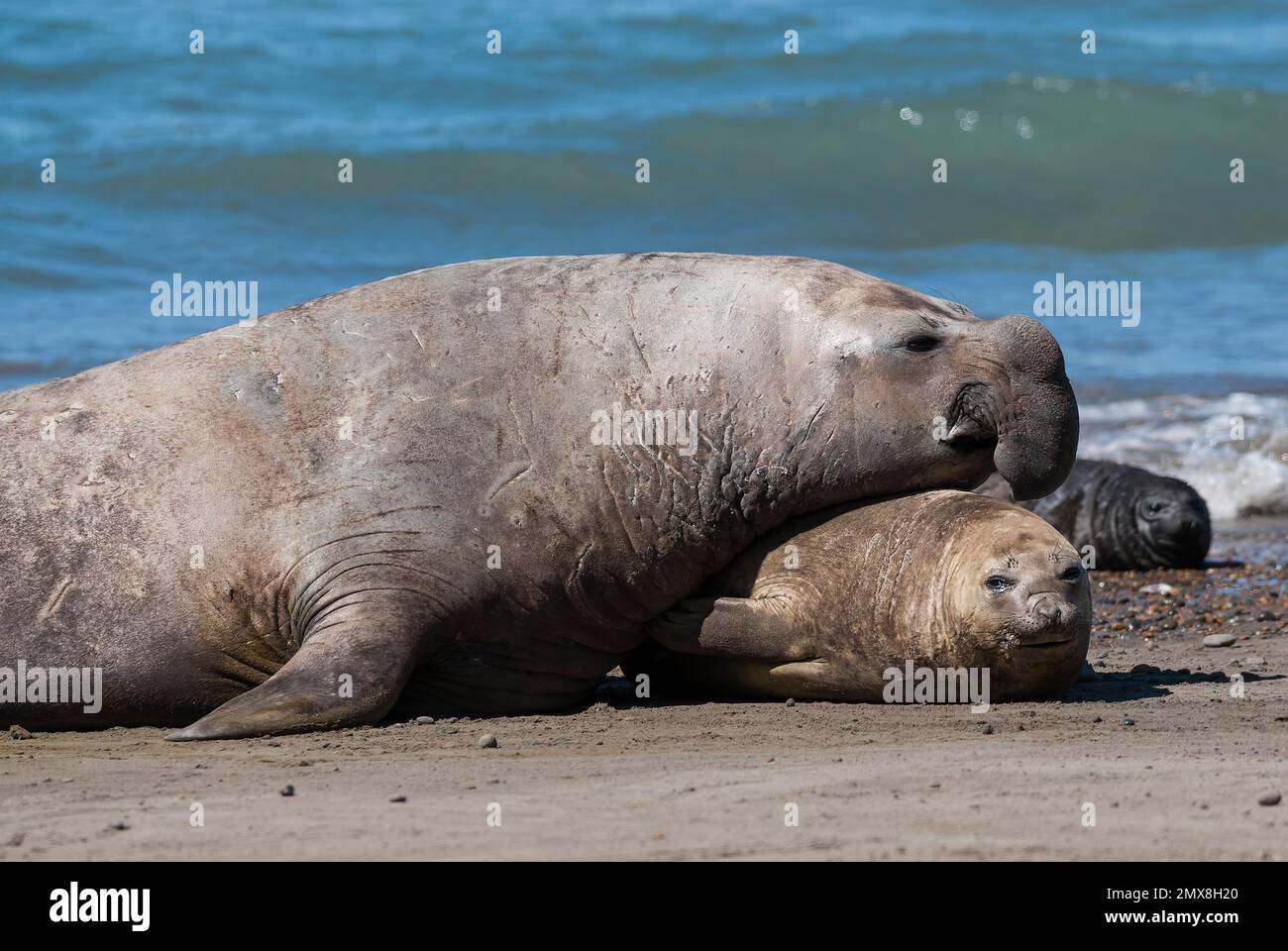 Sea elephant with its calf.Patagonia Argentina Stock Photo - Alamy