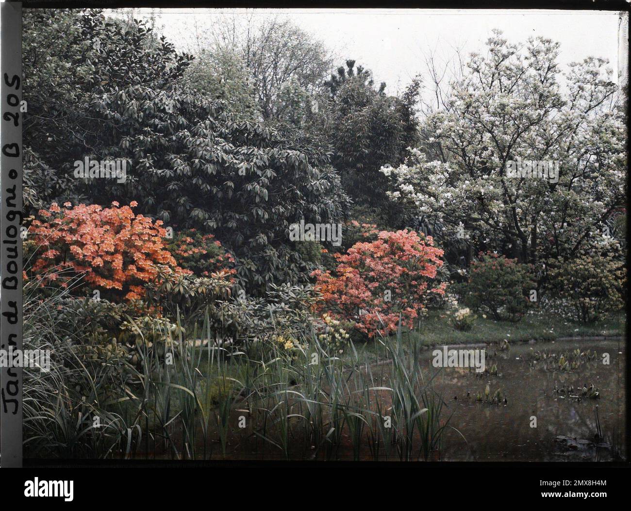 Property of Albert Kahn, Boulogne, massive France of flamboyant shrubs ...