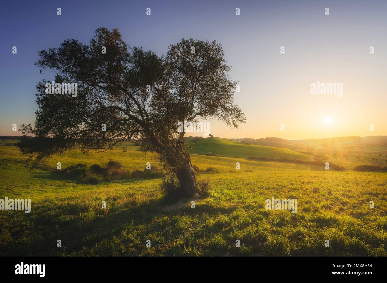 Olive tree at sunset. Maremma countryside landscape, rolling hills and ...