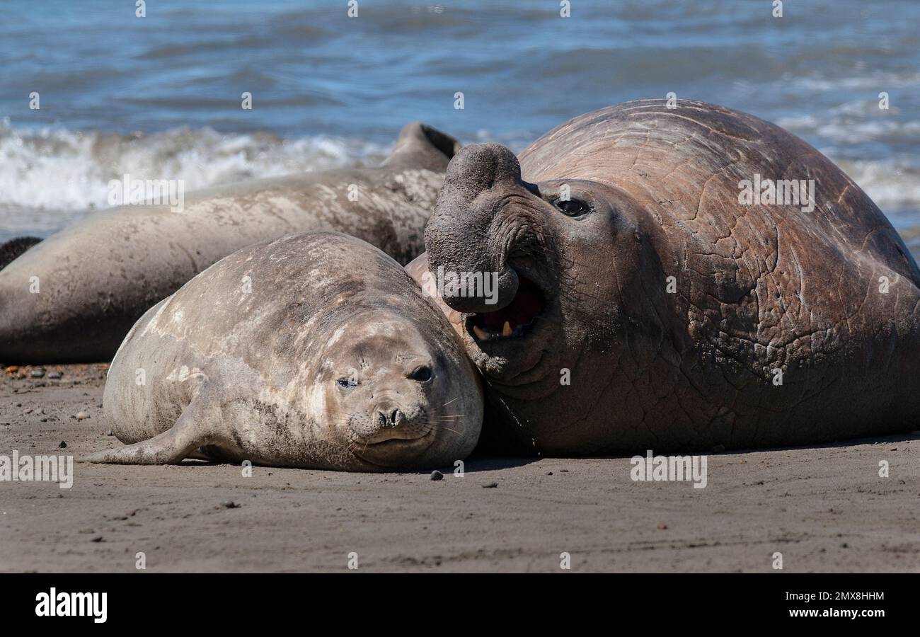 Sea elephant with its calf.Patagonia Argentina Stock Photo - Alamy